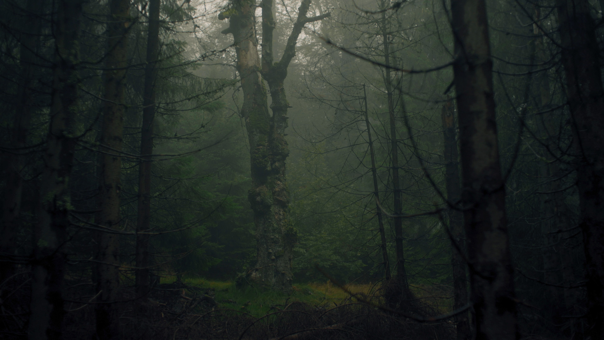 Rob Crosse: »Wood for the Trees« – Ein Kurzfilm über das Zusammenleben ...